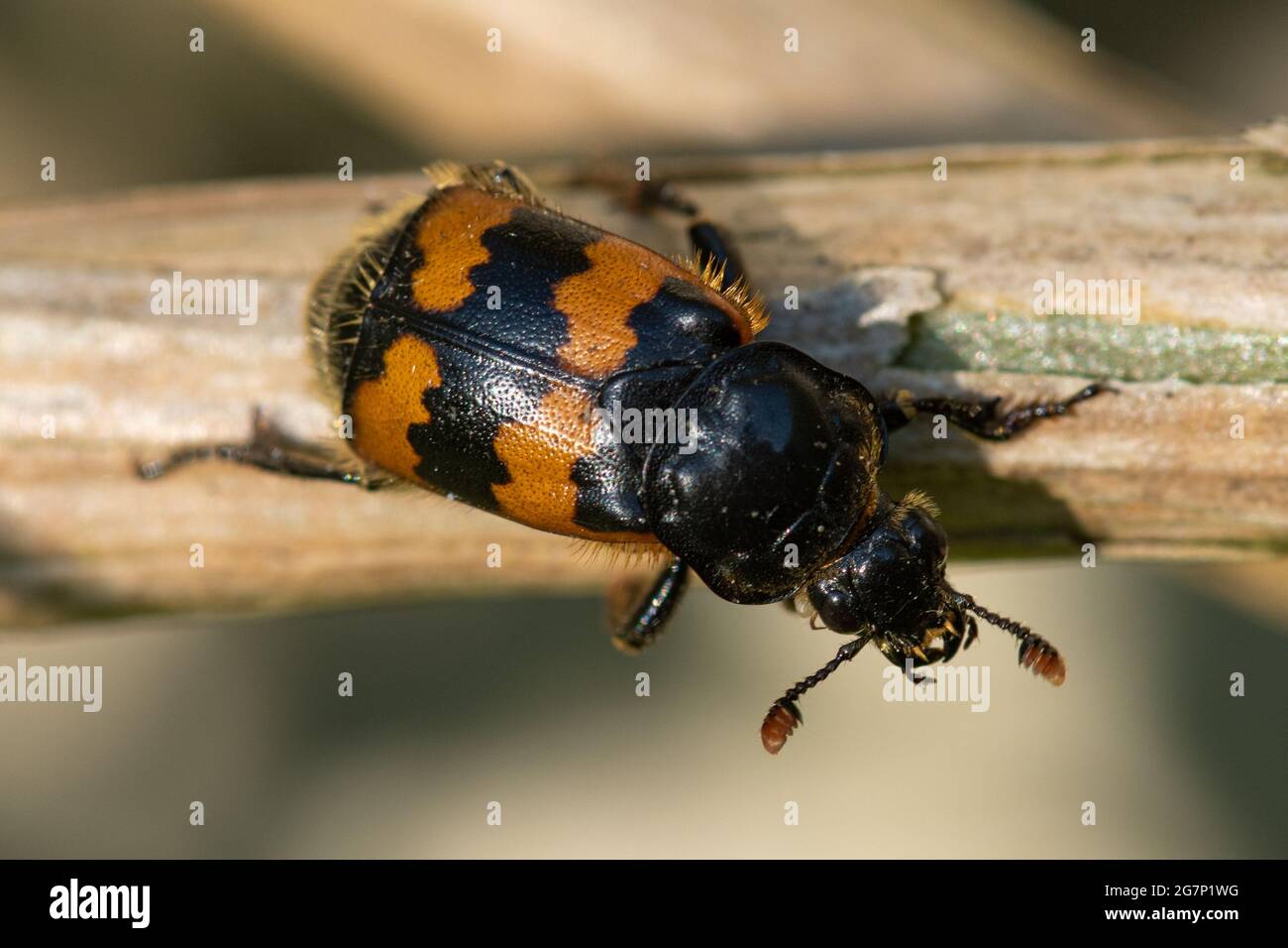 Common sexton beetle (Nicrophorus vespilloides), a brightly coloured ...