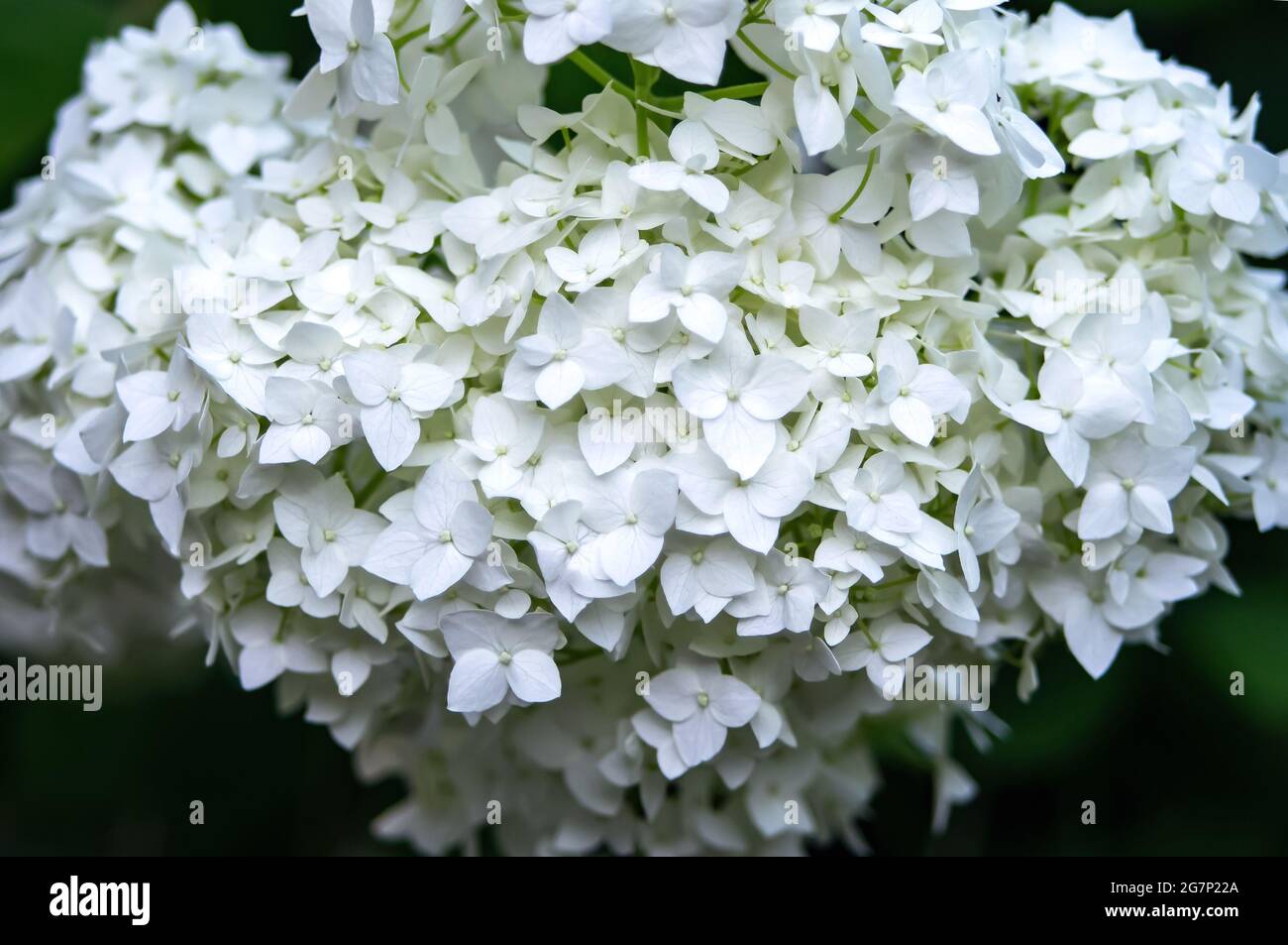 White hydrangea flower, Mop Annabelle H. Arborescens, Hydrangea tree ...