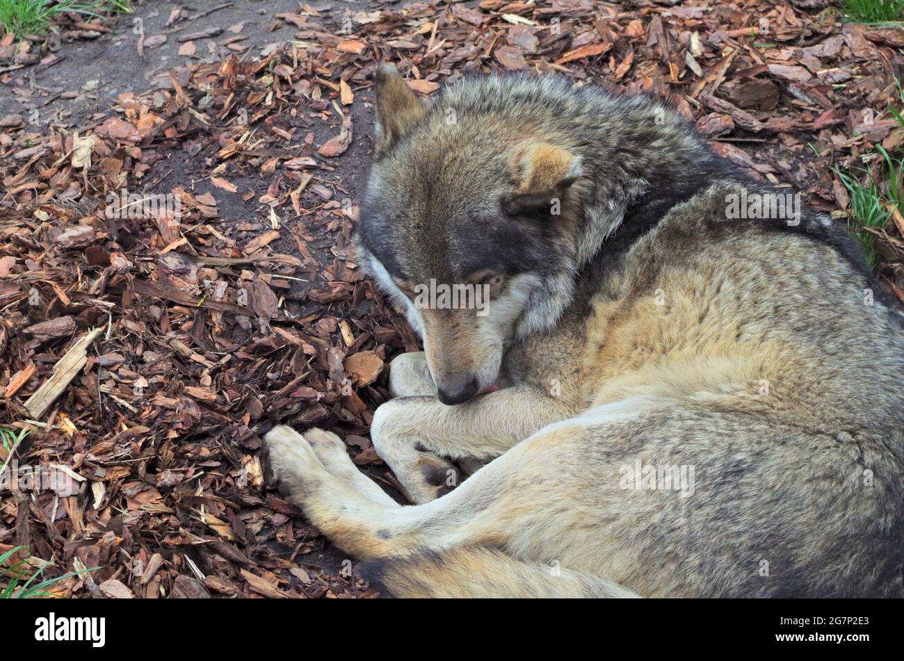 Sleeping wolf hi-res stock photography and images - Alamy