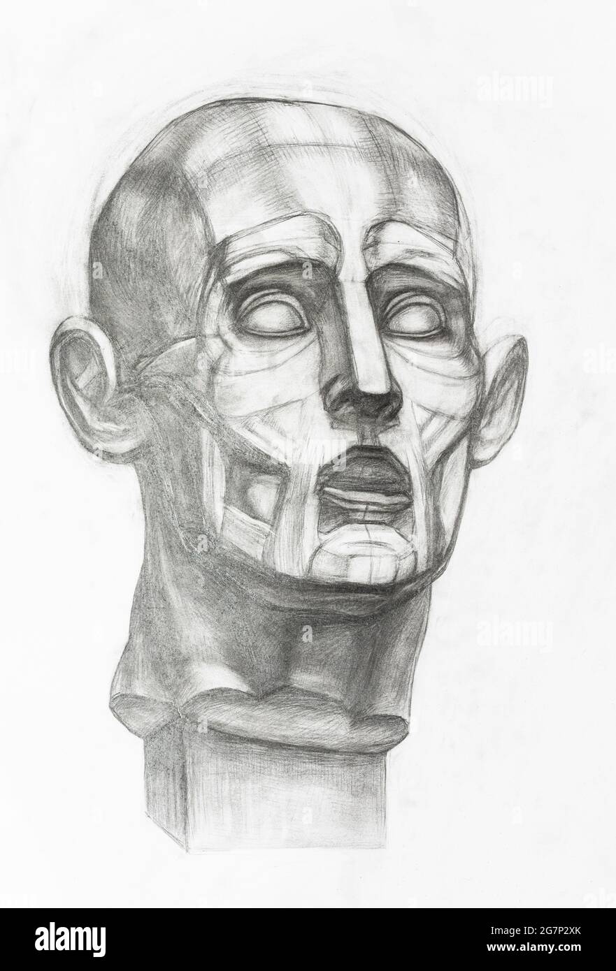 academic drawing - sketch of gypsum anatomical ecorche head hand-drawn ...