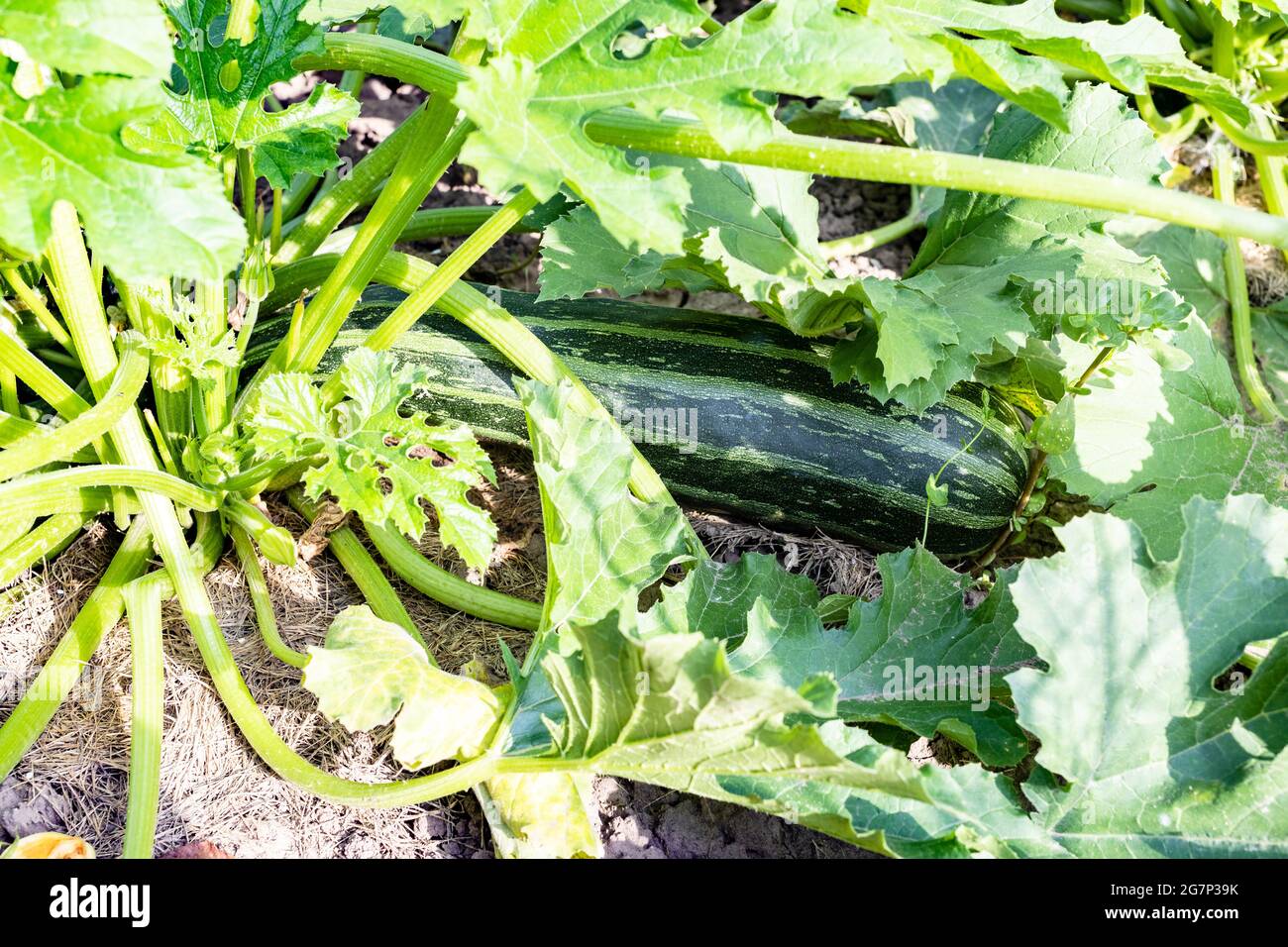 top view of ripe green vegetable marrow between leaves in vegetable ...