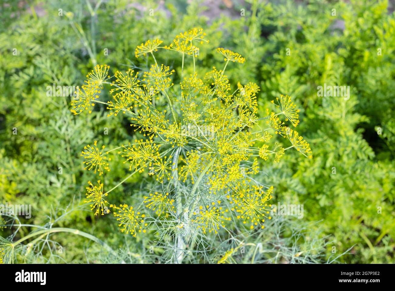 flowering dill plant and green foliage of carrots on background in home ...
