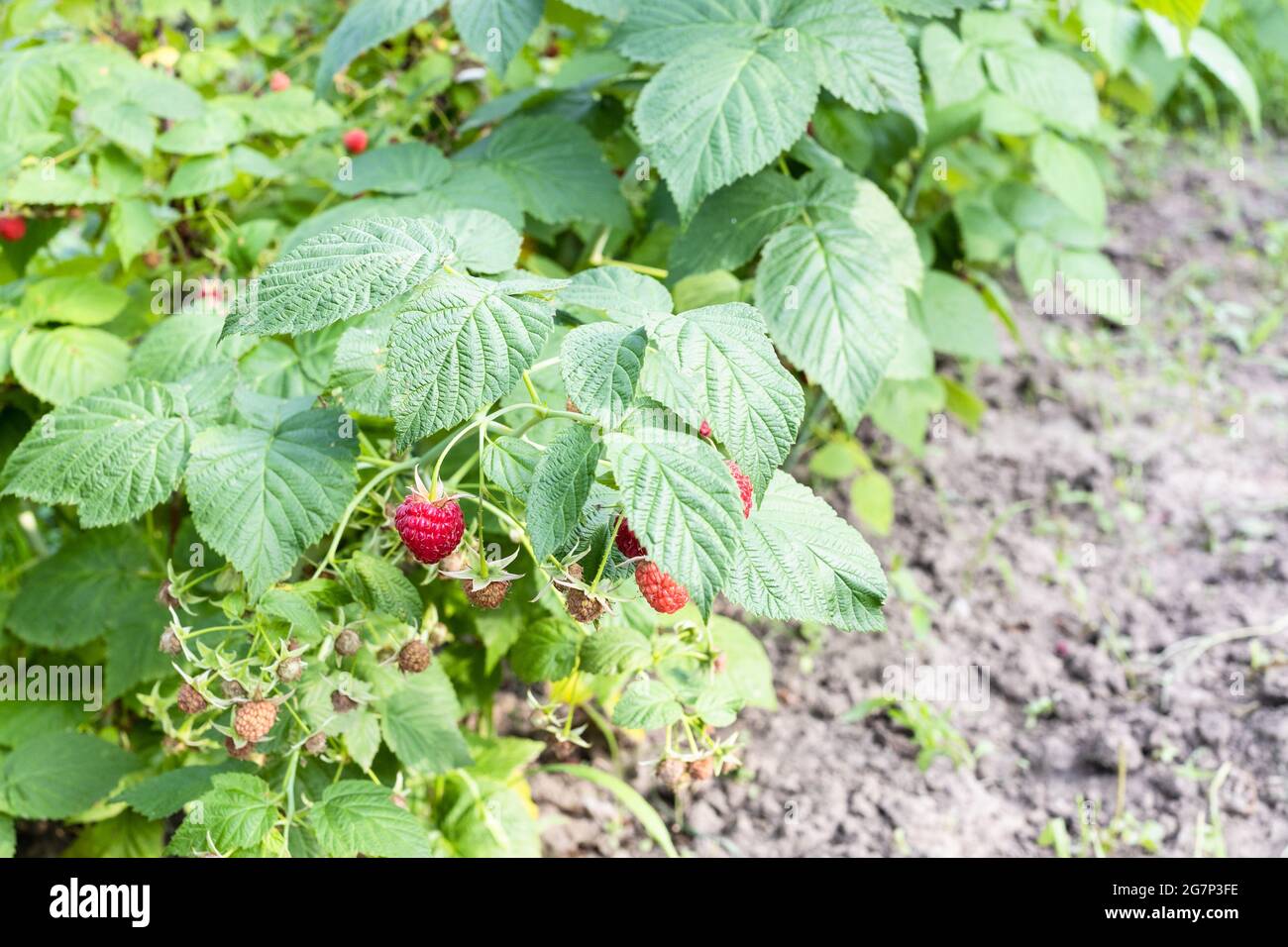 raspberry bush with ripe and unripe berries in home garden on summer ...
