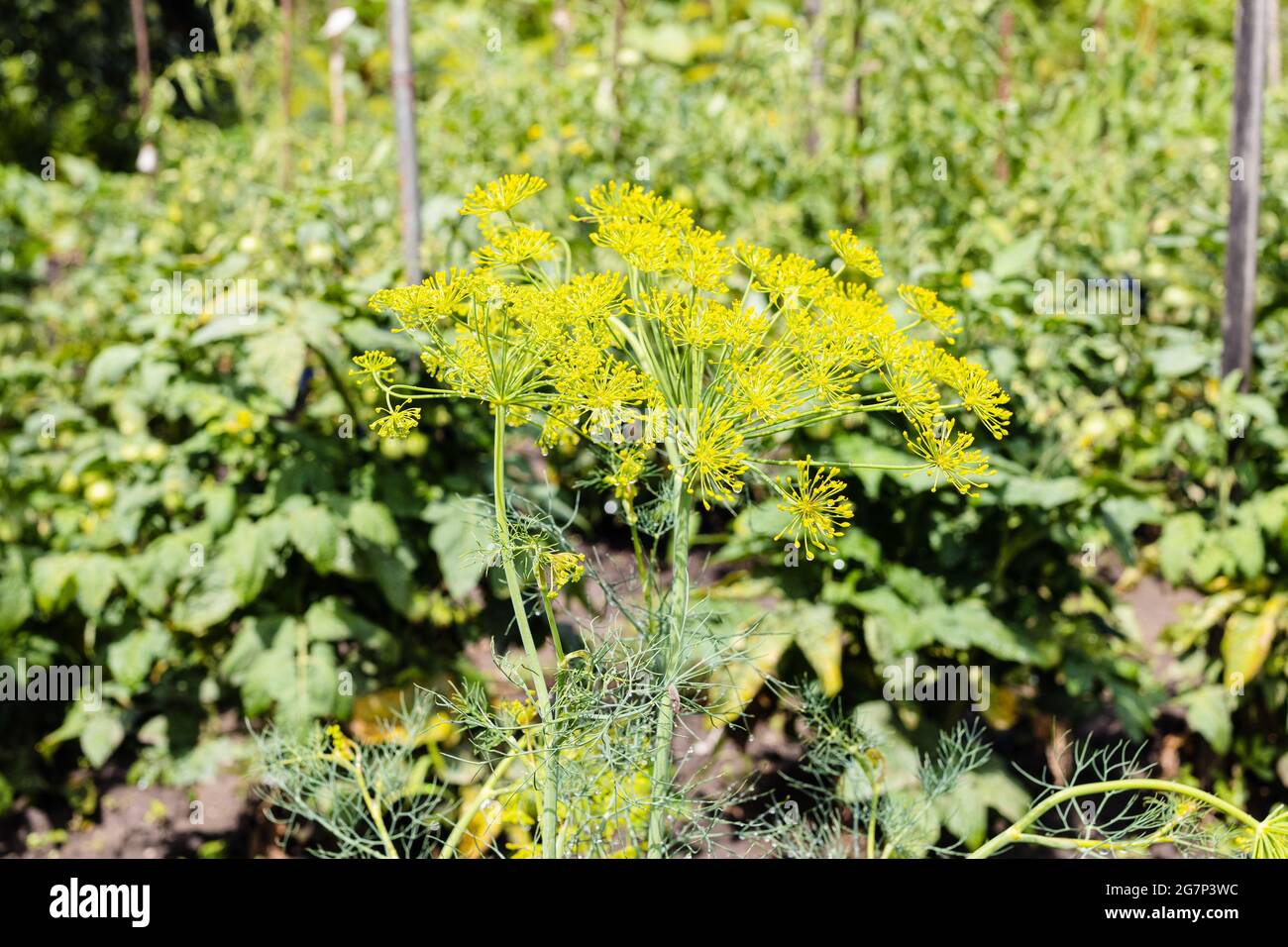 wet flowering dill plant in home garden after rain on summer day Stock ...