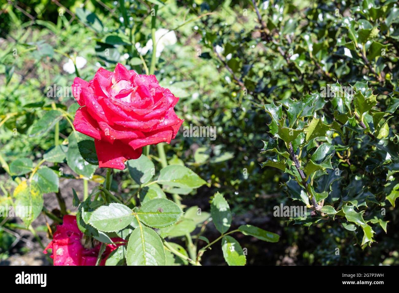 wet rose flowers near holly bush at home garden close up after rain on ...