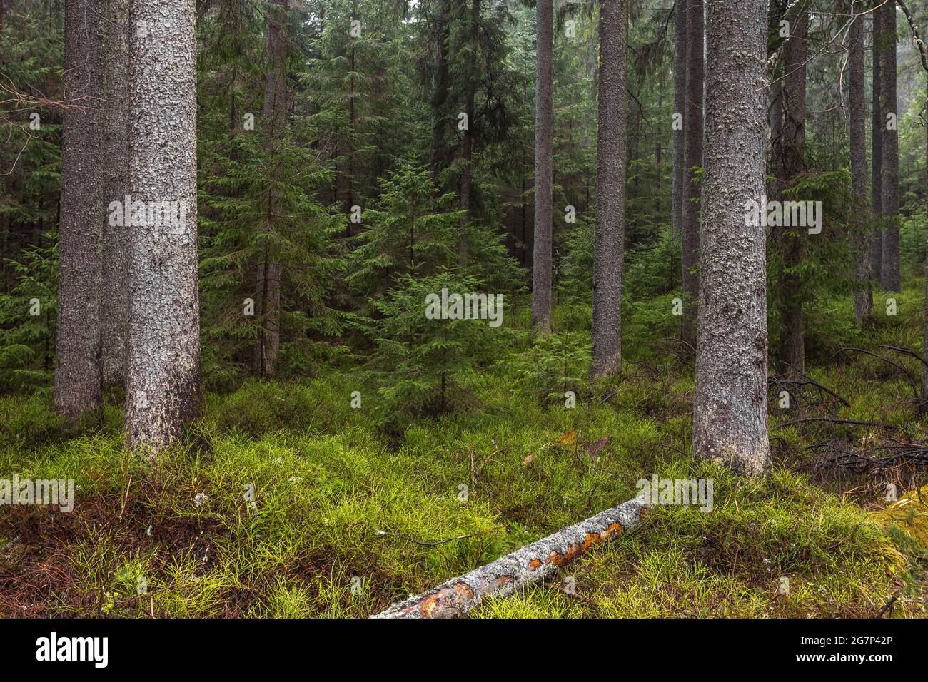 View of The Bialki valley in the Tatra Mountains near Zakopane. A hazy ...
