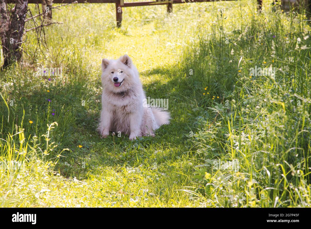 Happy samoyed hi-res stock photography and images - Alamy