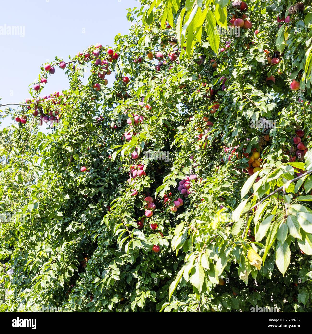 Big plum hi-res stock photography and images - Alamy