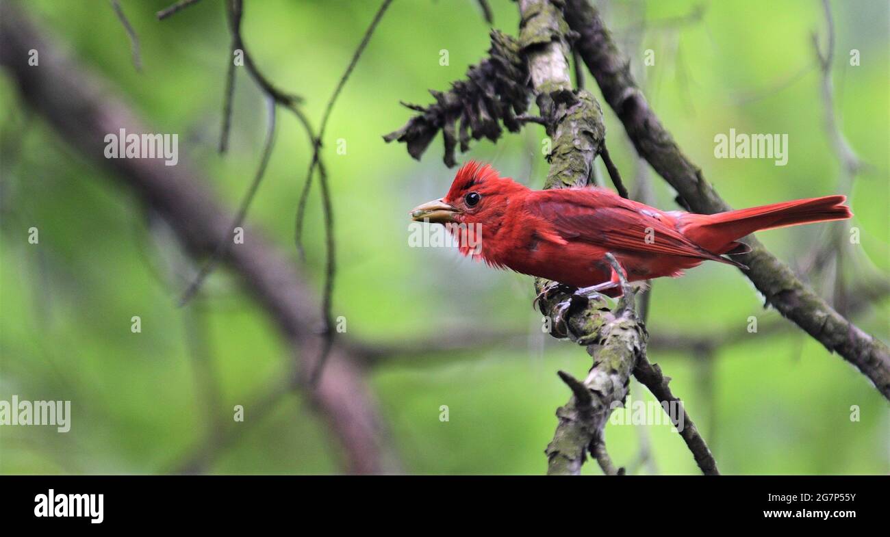 Perched on a limb hi-res stock photography and images - Alamy