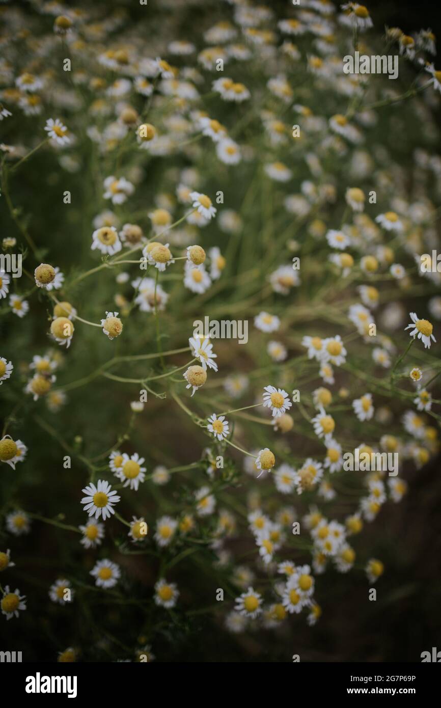 Vertical shot of a beautiful field full of small daisy flowers with a ...