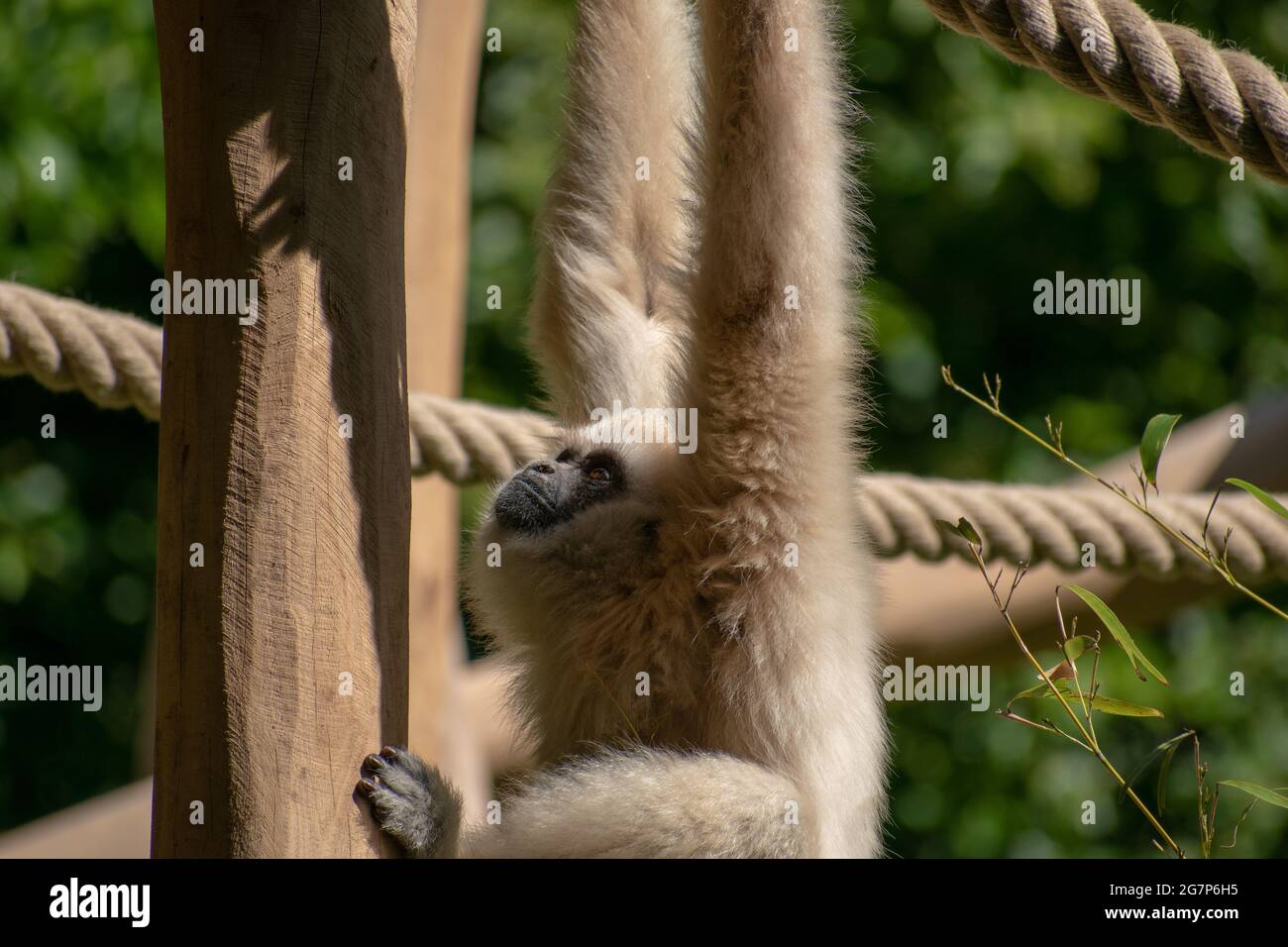 White-handed gibbon hanging on the ropes on the zoo trees Stock Photo ...