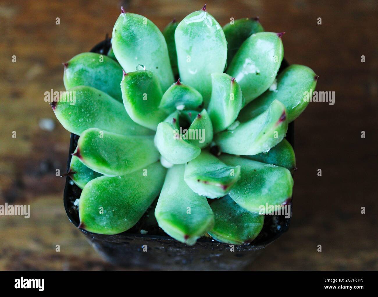 Plantphotos hi-res stock photography and images - Alamy