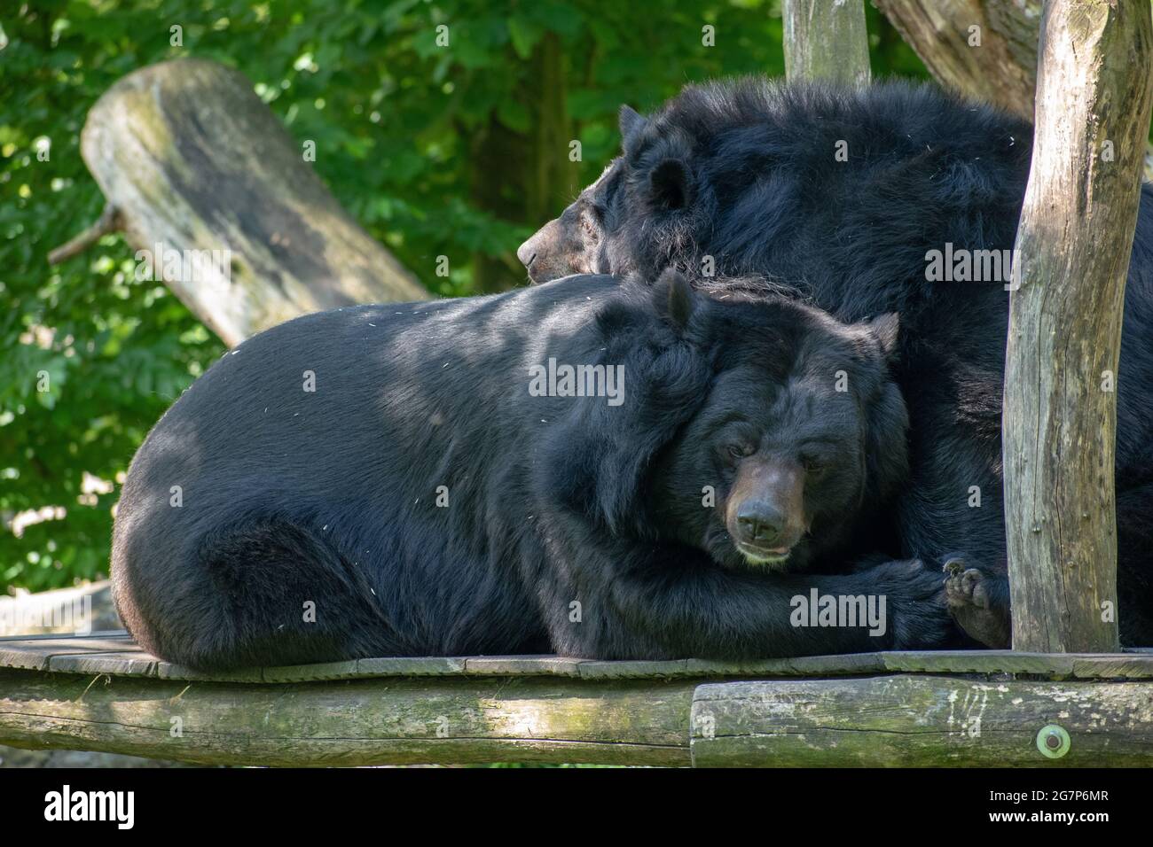 Couple of black moon bears resting on the woods in the zoo Stock Photo ...
