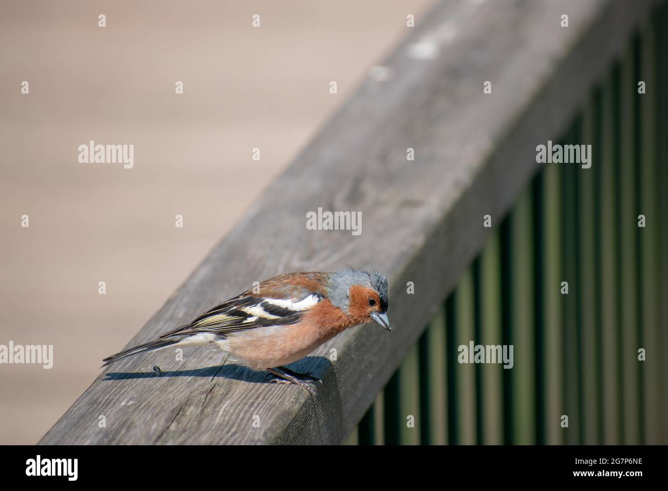 Cute little common chaffinch perched on wooden handrailing Stock Photo ...