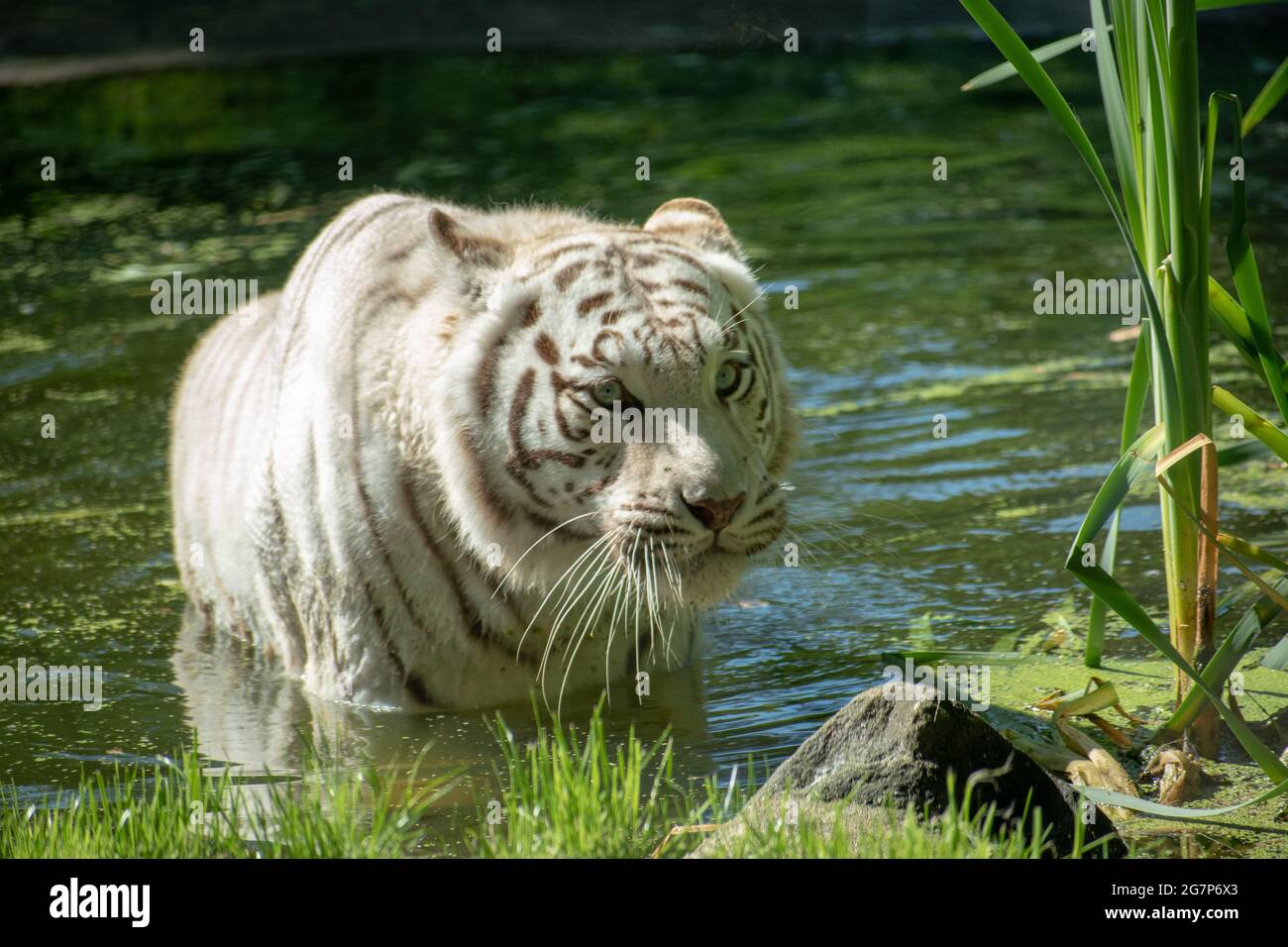 Passing tiger hi-res stock photography and images - Alamy