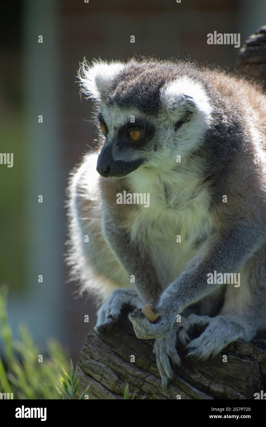Ring-Tailed Lemur in a natural environment Stock Photo - Alamy