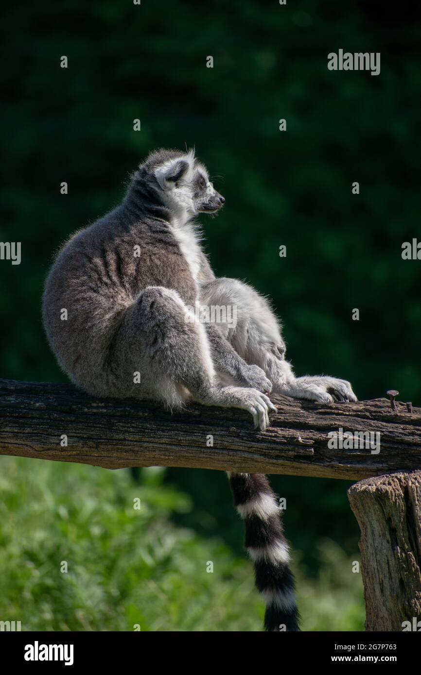 Ring-Tailed Lemur in a natural environment Stock Photo - Alamy