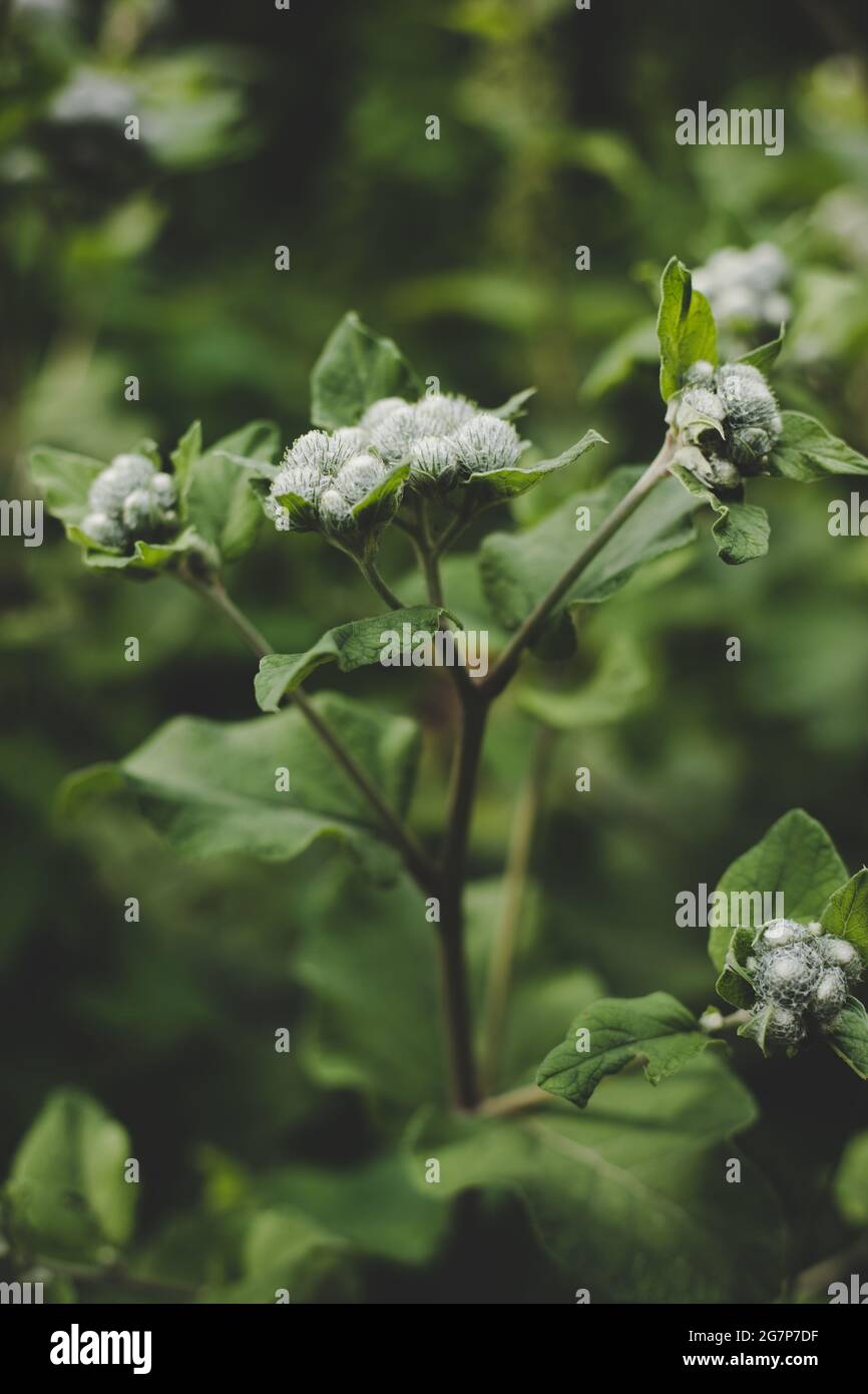 Close up of lush green Burdock Stock Photo - Alamy