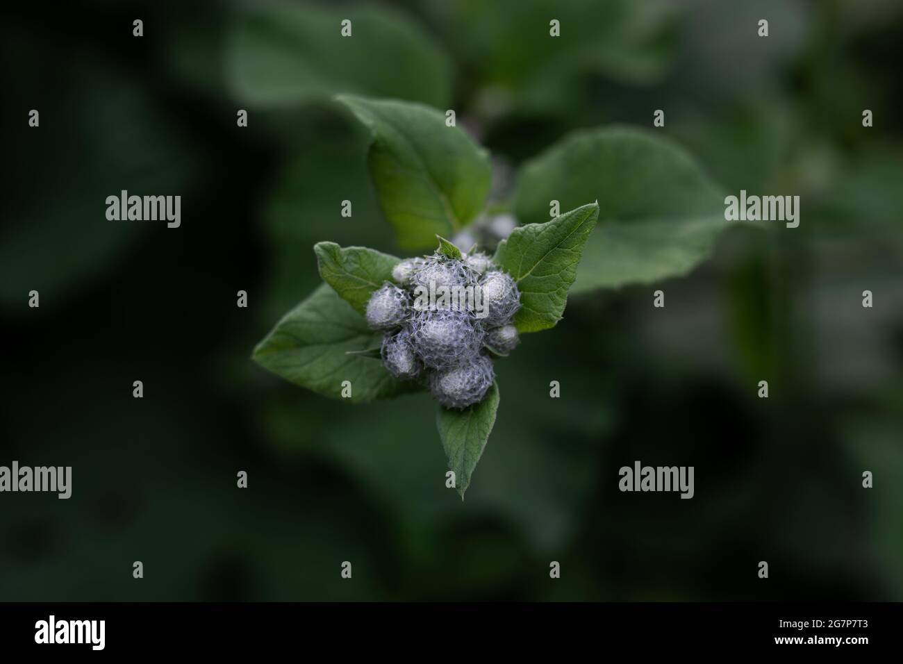 Close up of lush green Burdock. top view Stock Photo - Alamy
