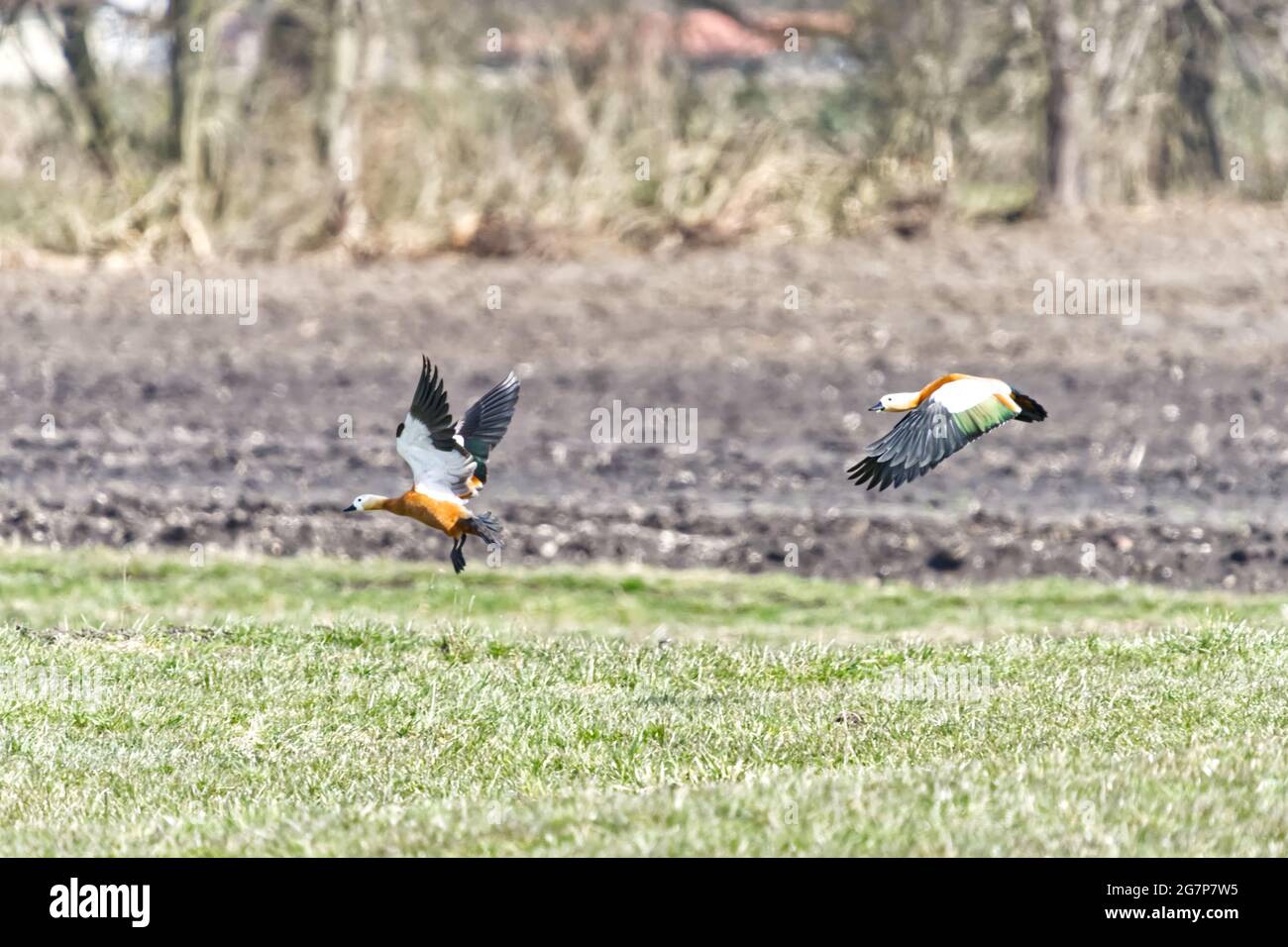 Flying farm animals hi-res stock photography and images - Alamy