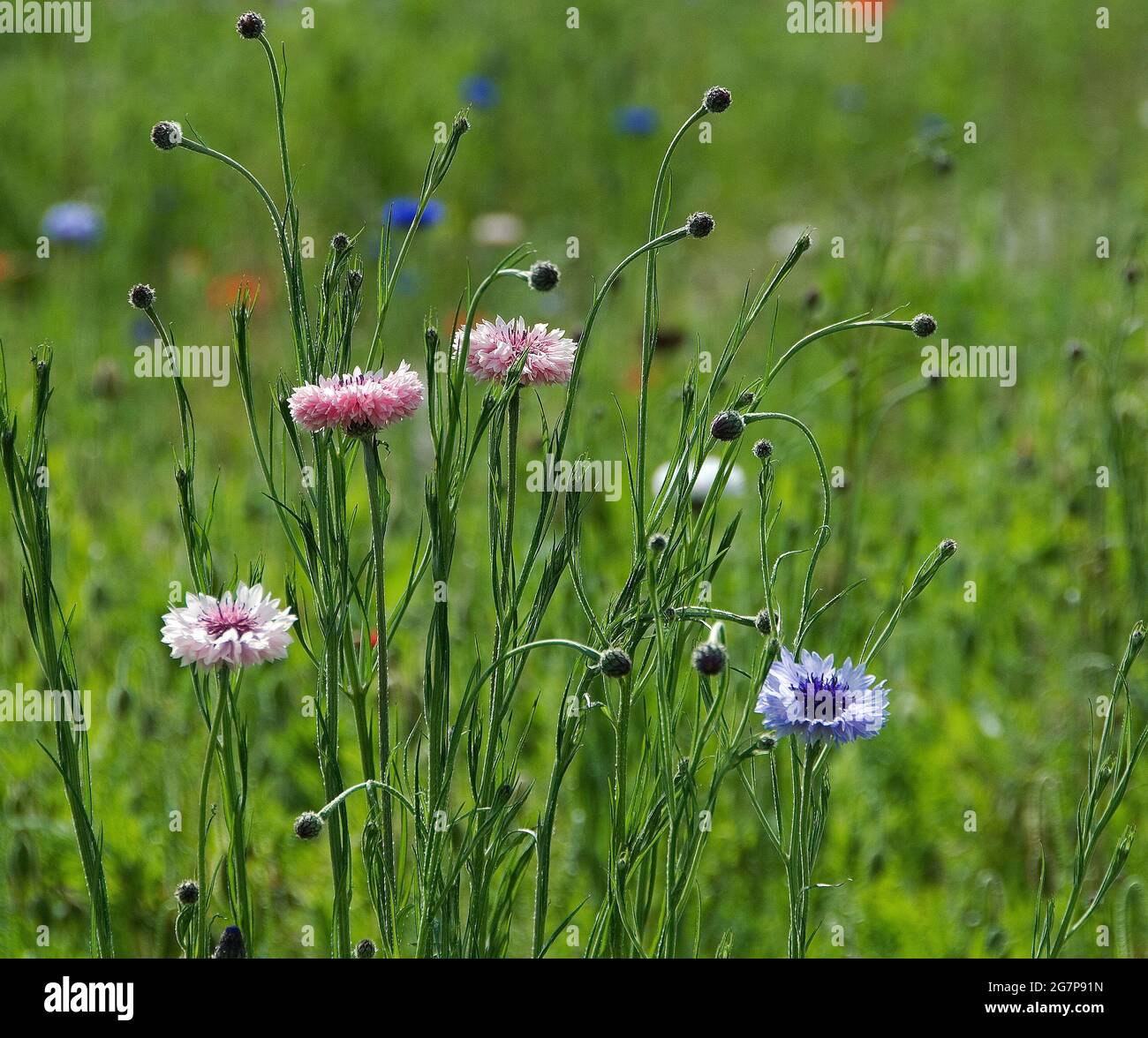 Pink corn flowers hi-res stock photography and images - Alamy