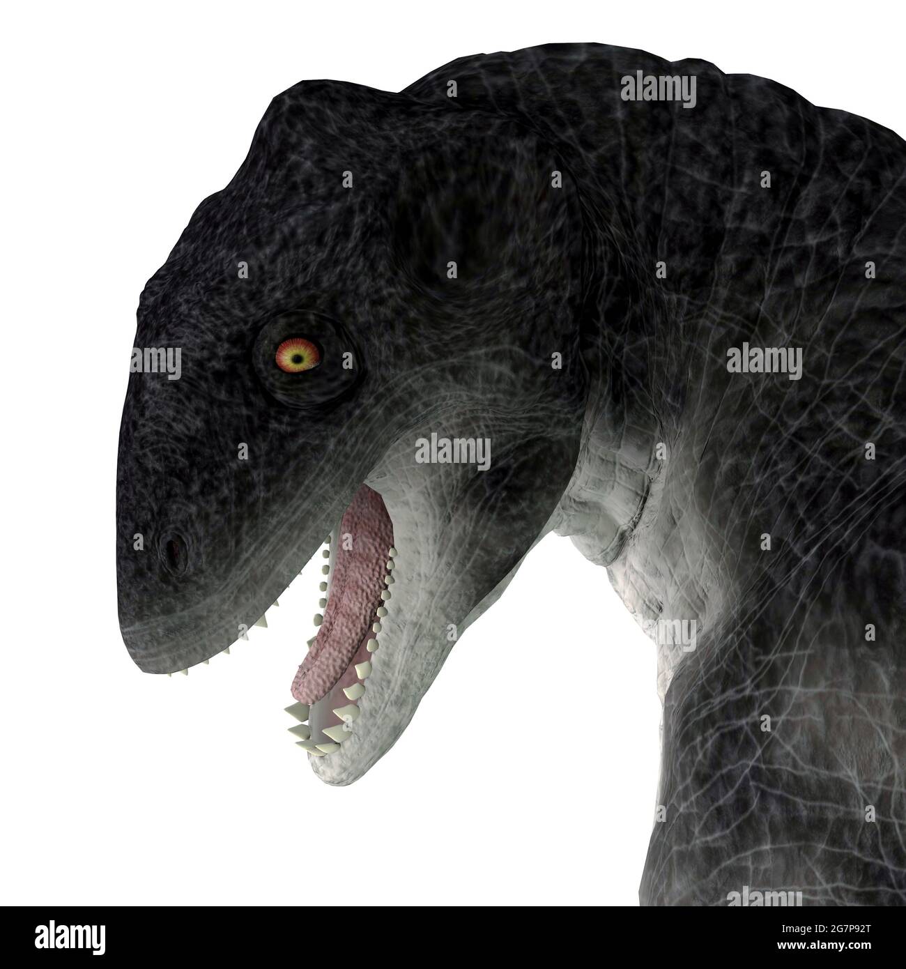 Delphinognathus was a synapsid herbivorous animal that lived in South ...