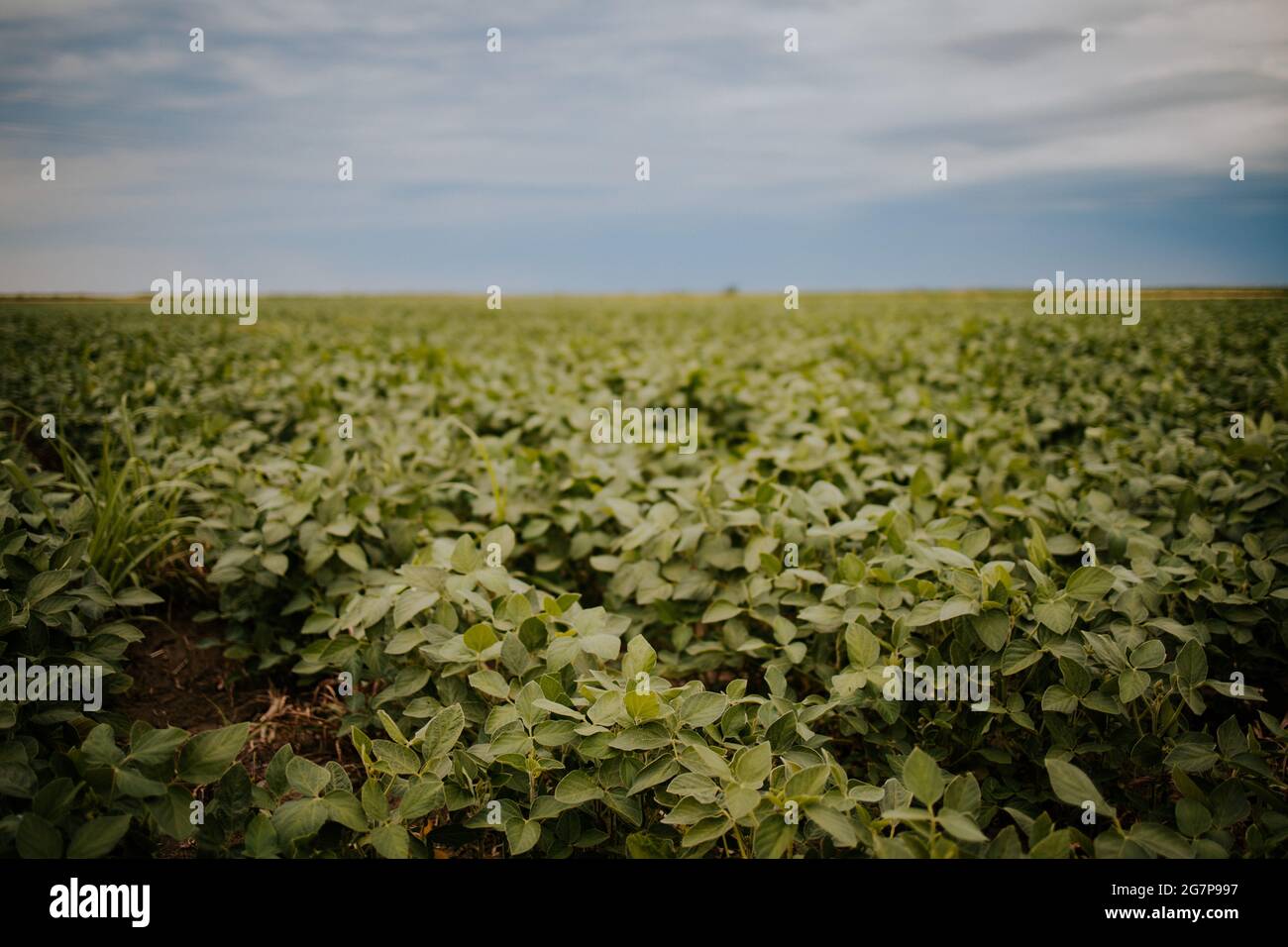 Beautiful crop field with vibrant lush leaves all around it and a ...