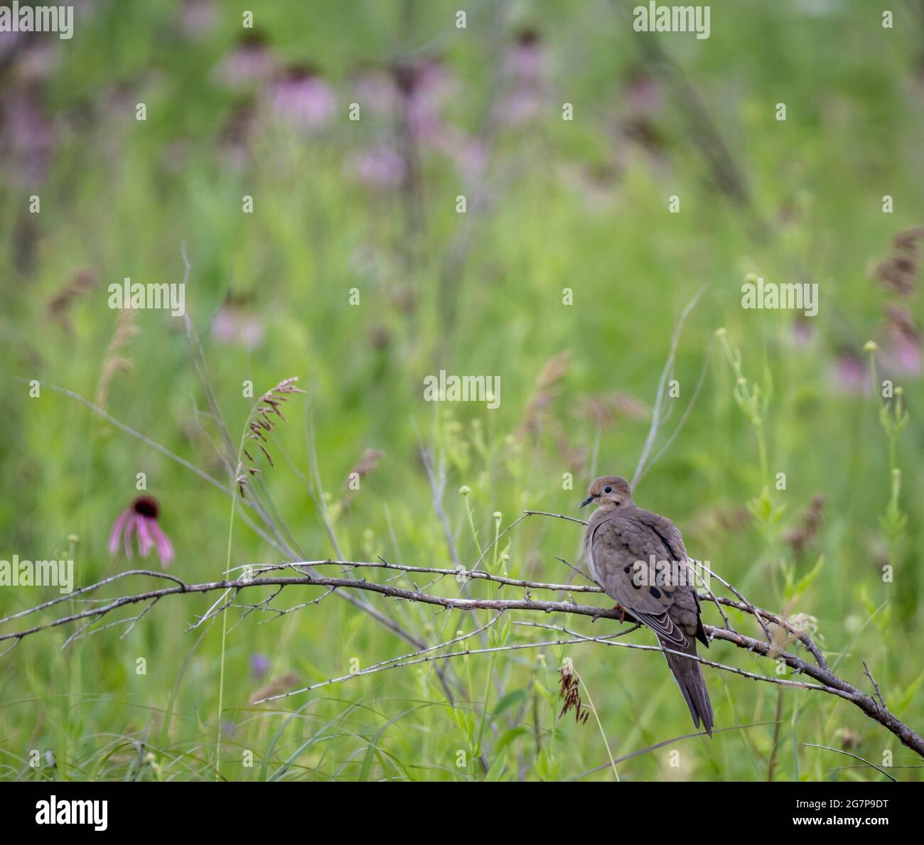 Closeup of a small gray bird sitting on a twig of a tree with a green ...
