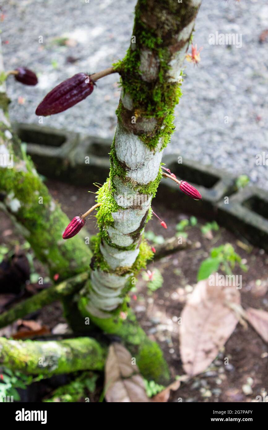 Cocoa plant hi-res stock photography and images - Alamy