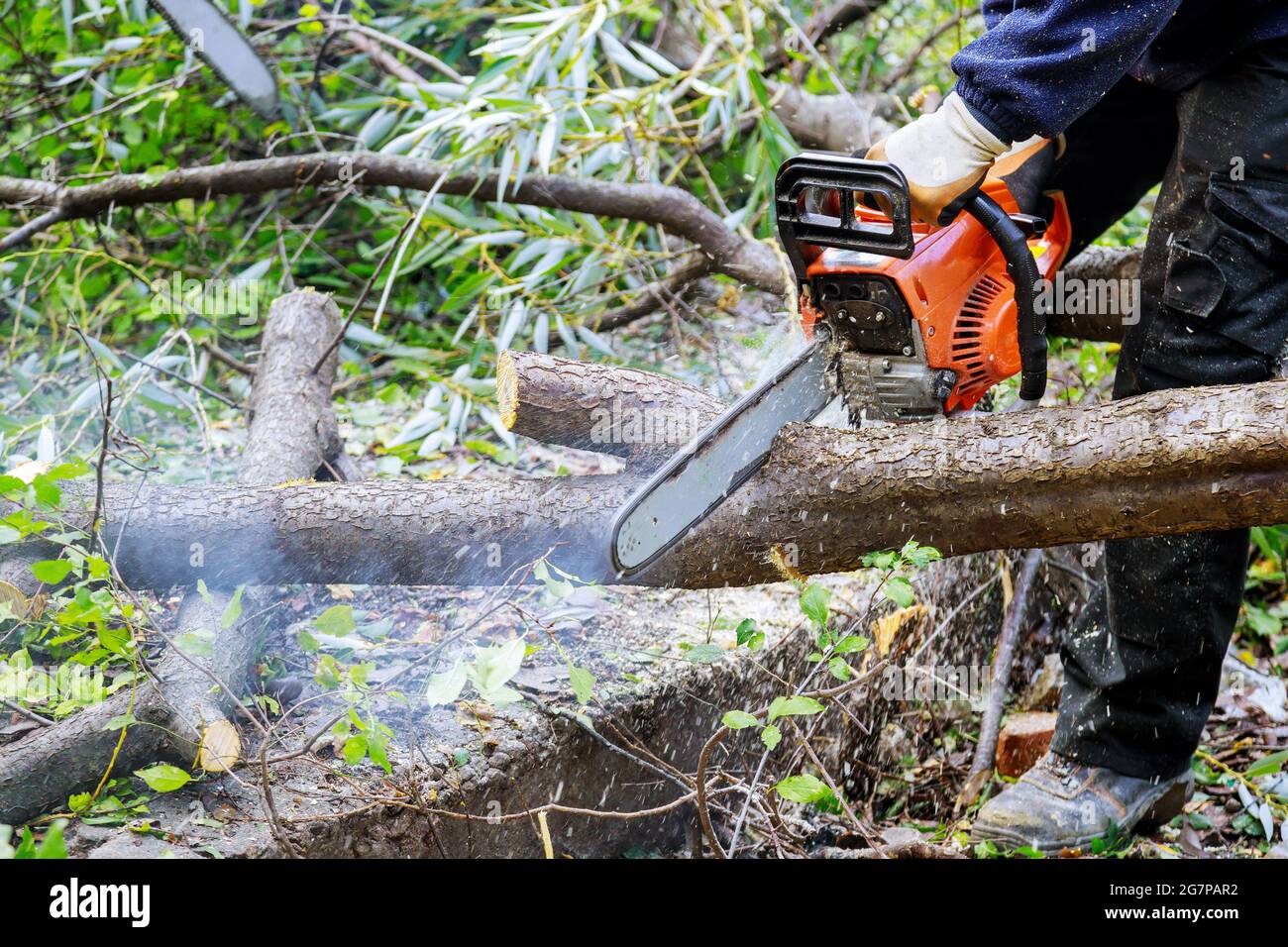 A man cutting tree with chainsaw down to prevent them from falling ...
