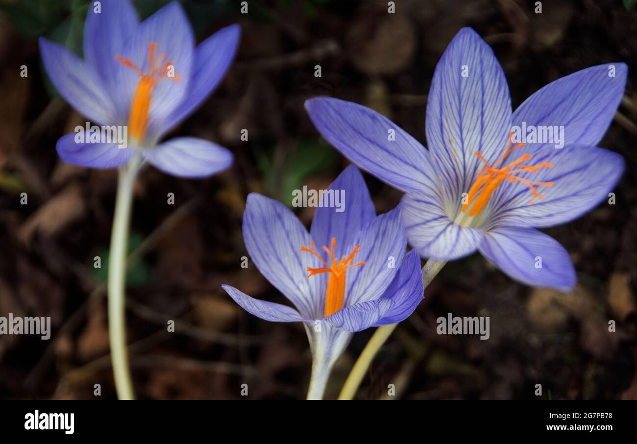 Naturalizes hi-res stock photography and images - Alamy