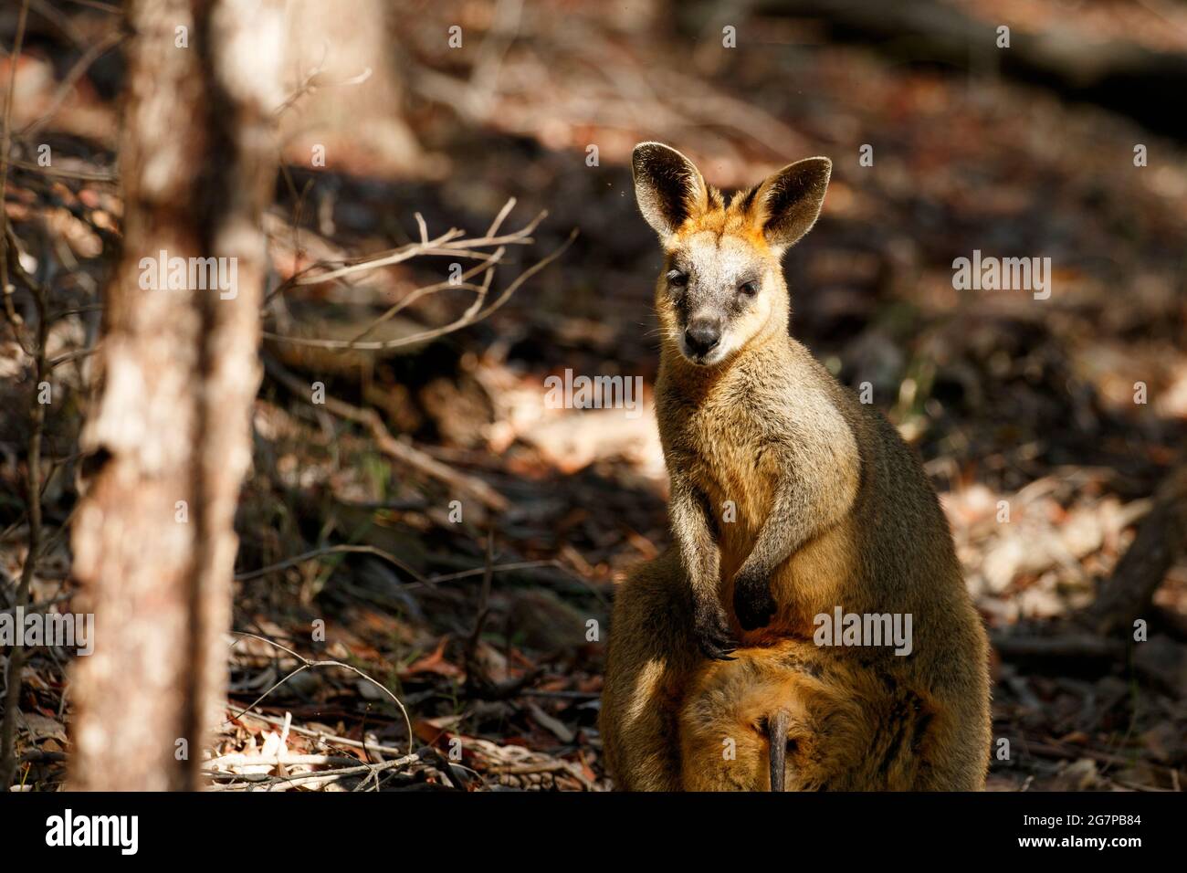 Brisbane Australia 04th June 2021 Swamp Wallaby Wallabia Bicolor
