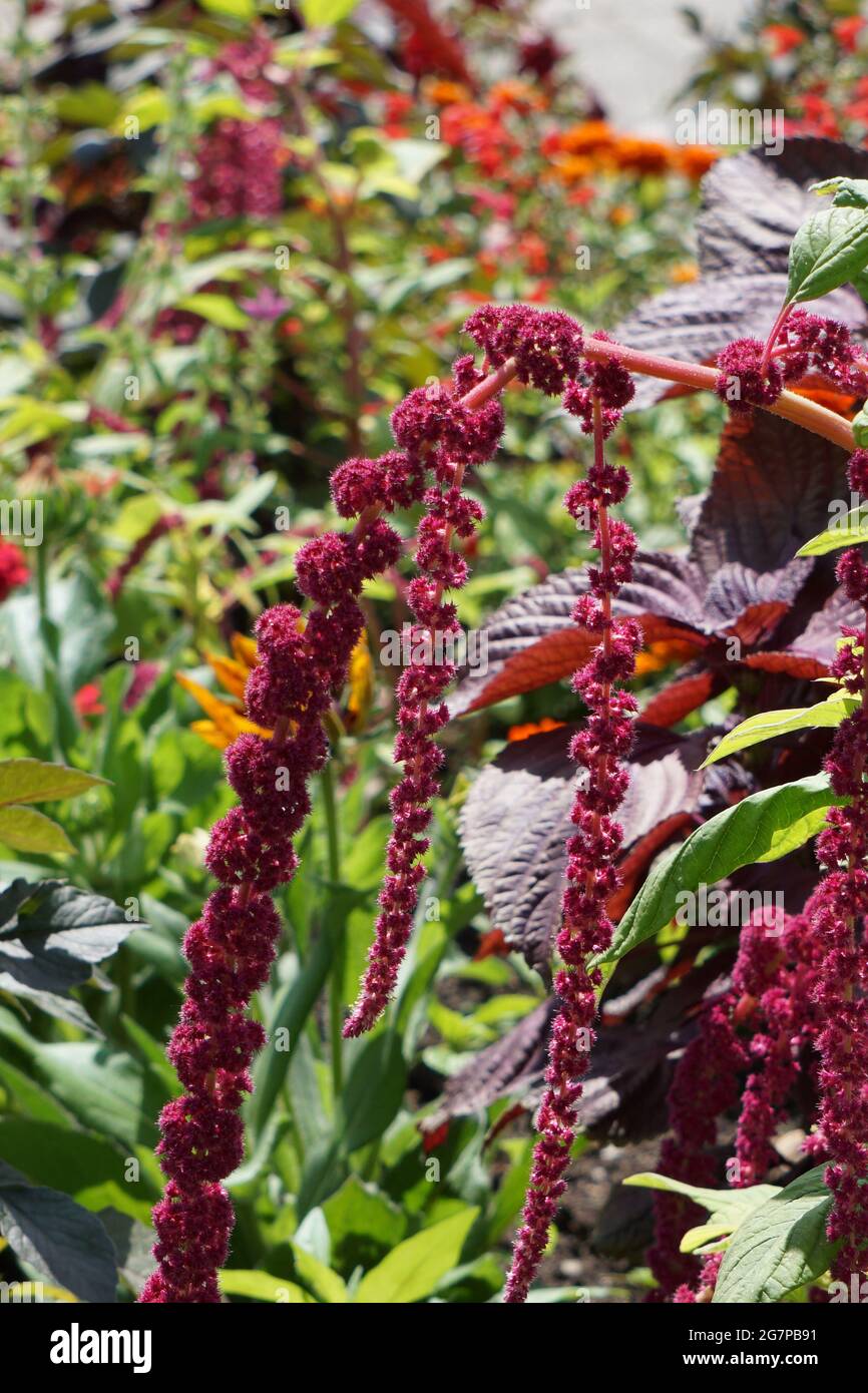 Closeup of beautiful blood amaranth (Amaranthus cruentus) flowers on ...