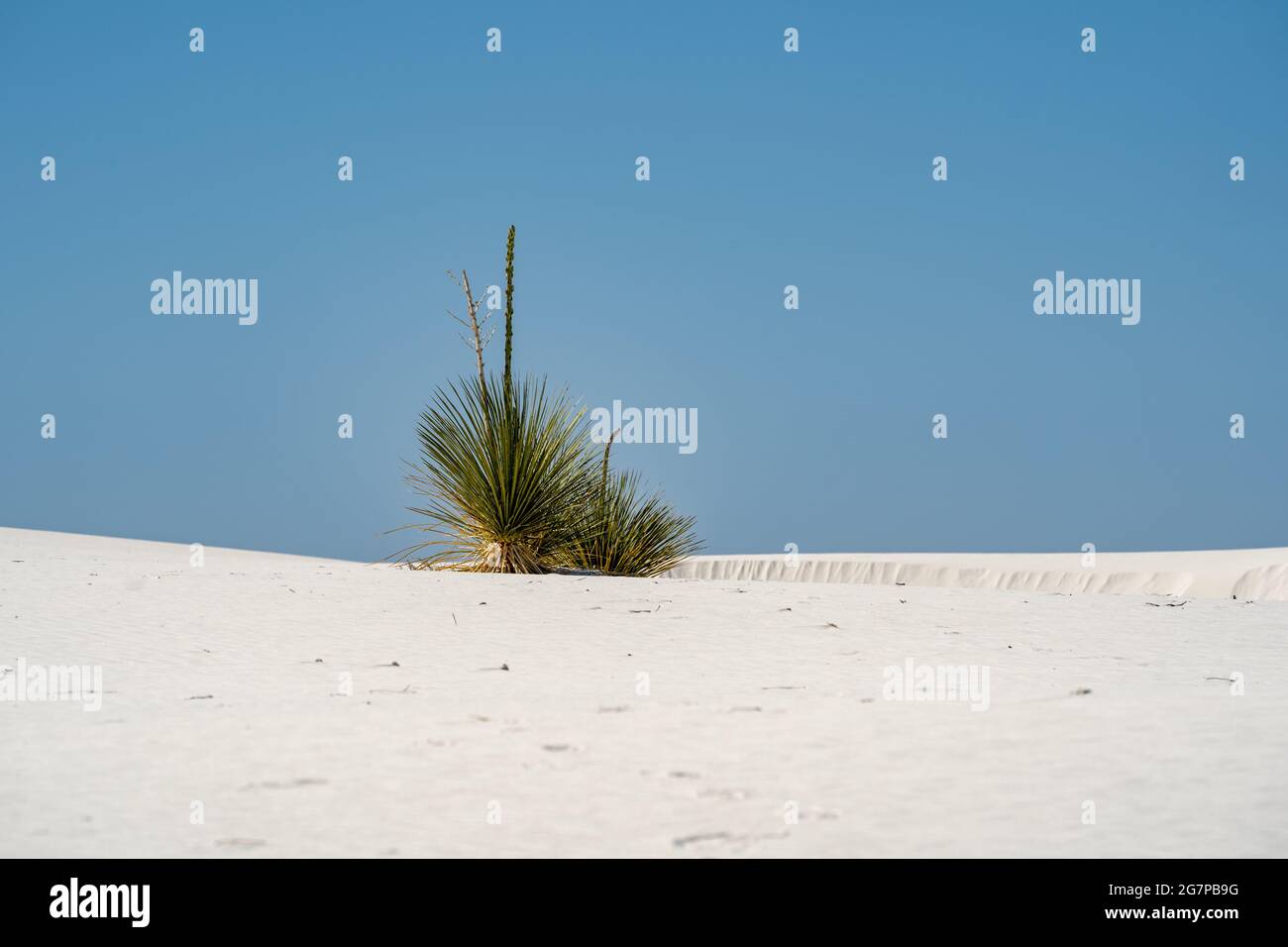 Soaptree Yucca plant in White Sands National Park, isolated Stock Photo ...