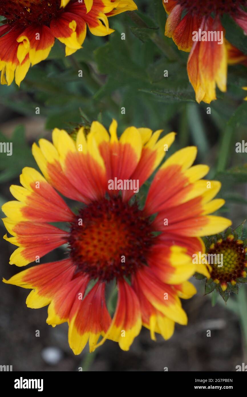 Beautiful shot of an orange and yellow blanket flower (Gaillardia) on ...