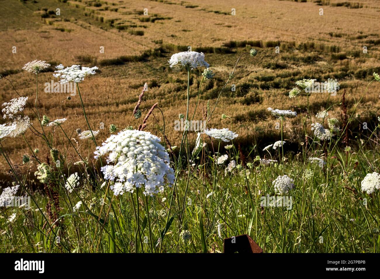 Yarrow by the edge of the road with a wheat field in bakcground Stock ...