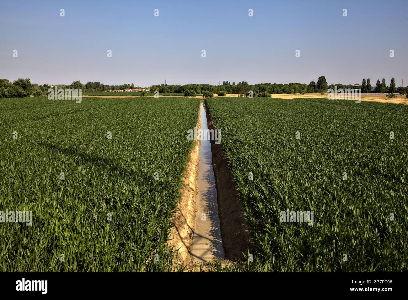 Irrigation canal between corn fields in the italian countryside at ...
