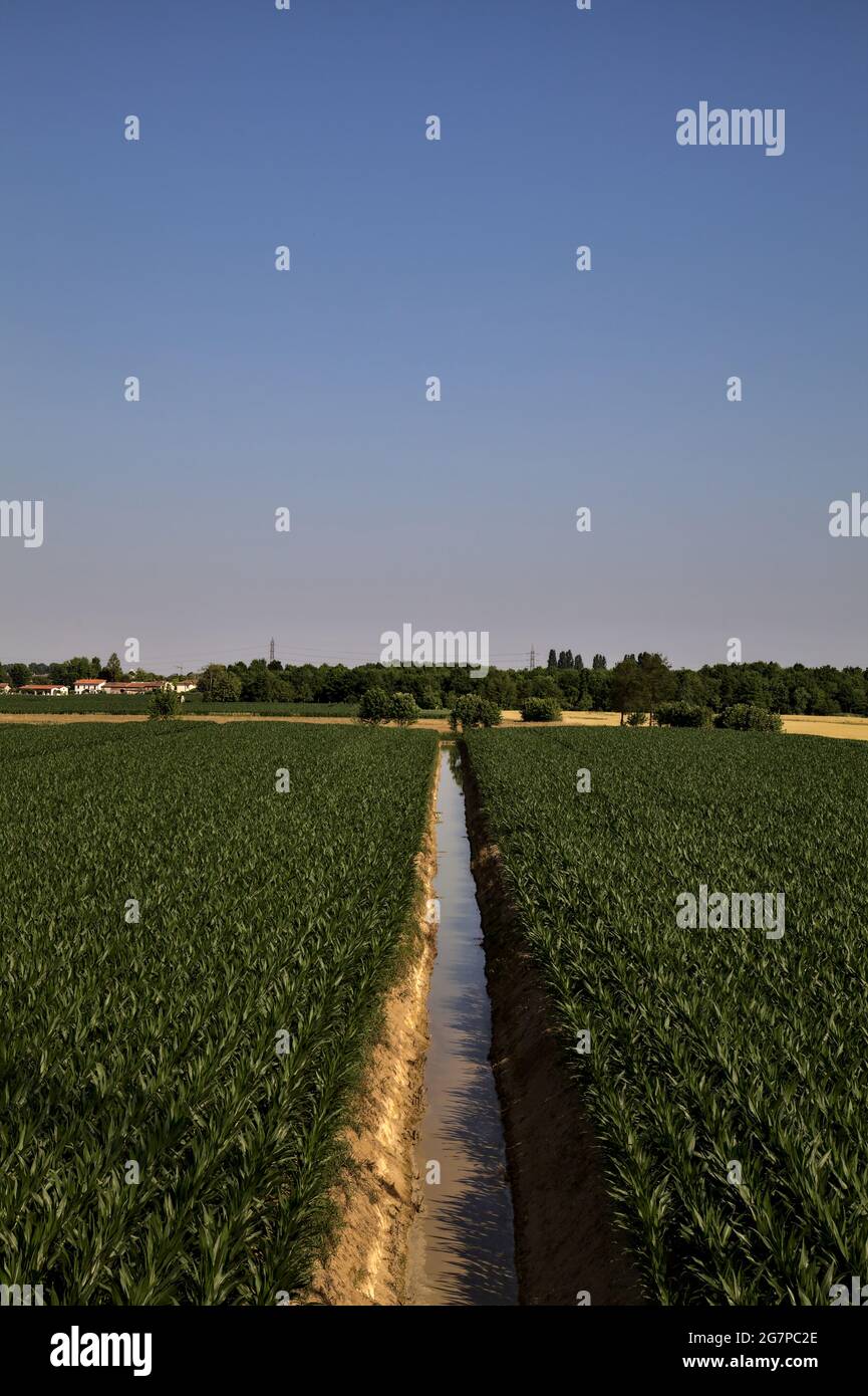 Irrigation canal between corn fields in the italian countryside at ...