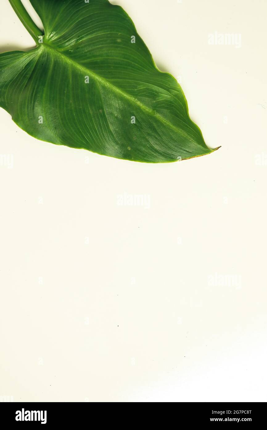 Taro wallpaper hi-res stock photography and images - Alamy