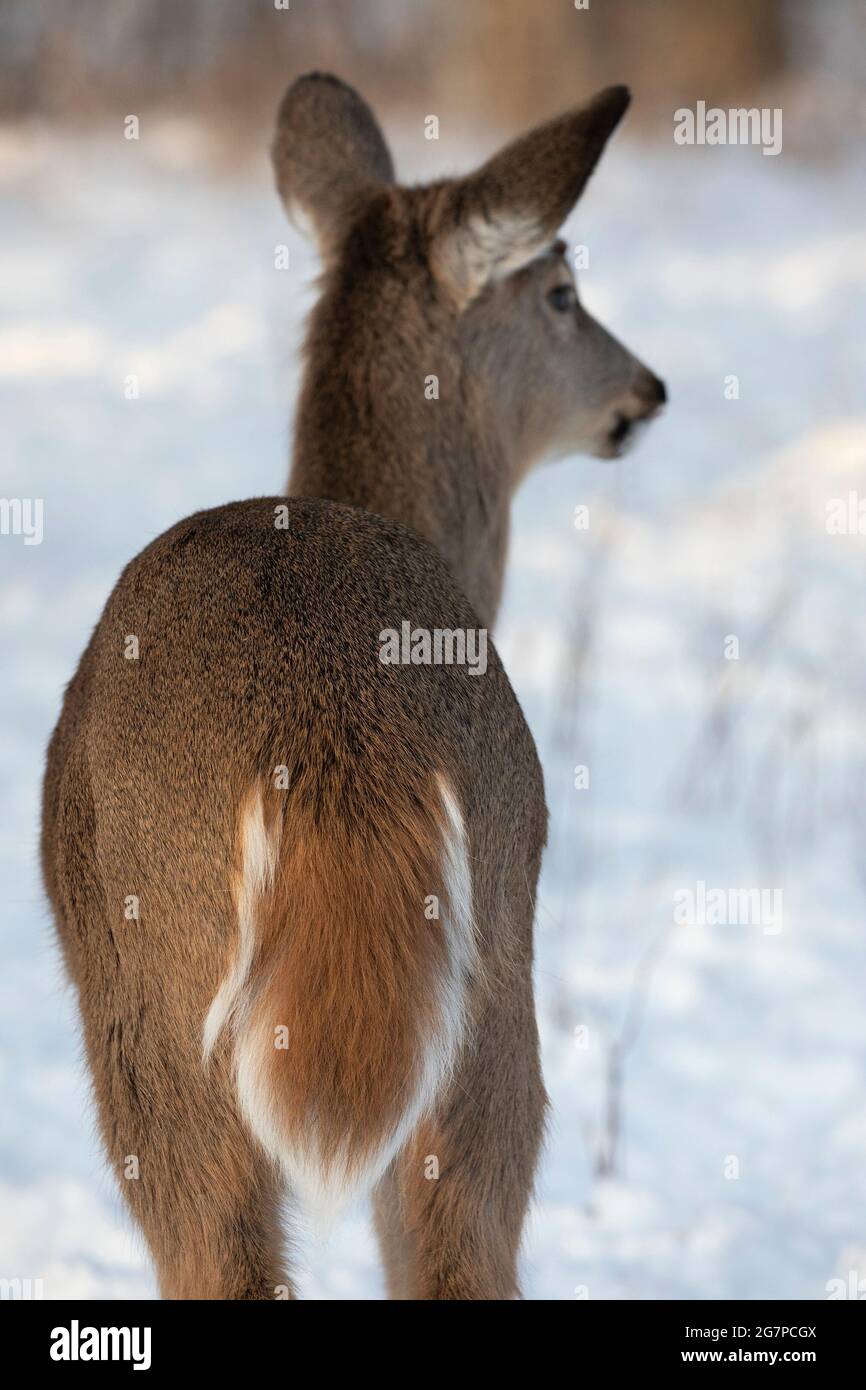 Tail of White-tailed deer doe (Odocoileus virginianus Stock Photo - Alamy