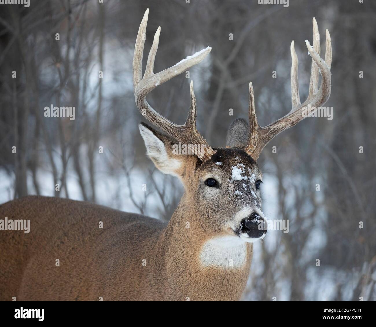 White-tailed deer buck with snow on his face in winter (Odocoileus ...