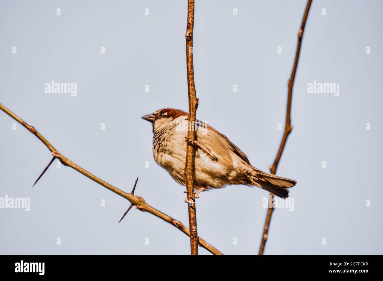 Cute sparrow perched on sticks Stock Photo - Alamy