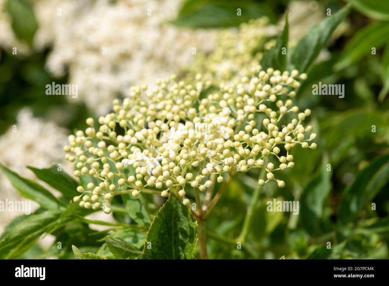 Close up of flowers on a black elder (sambucus nigra) plant Stock Photo ...