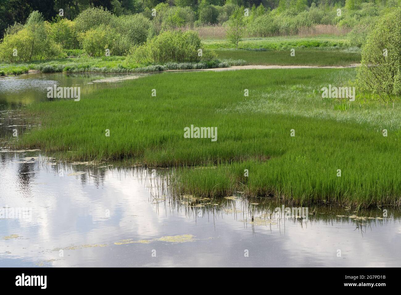Algae thickets hi-res stock photography and images - Alamy