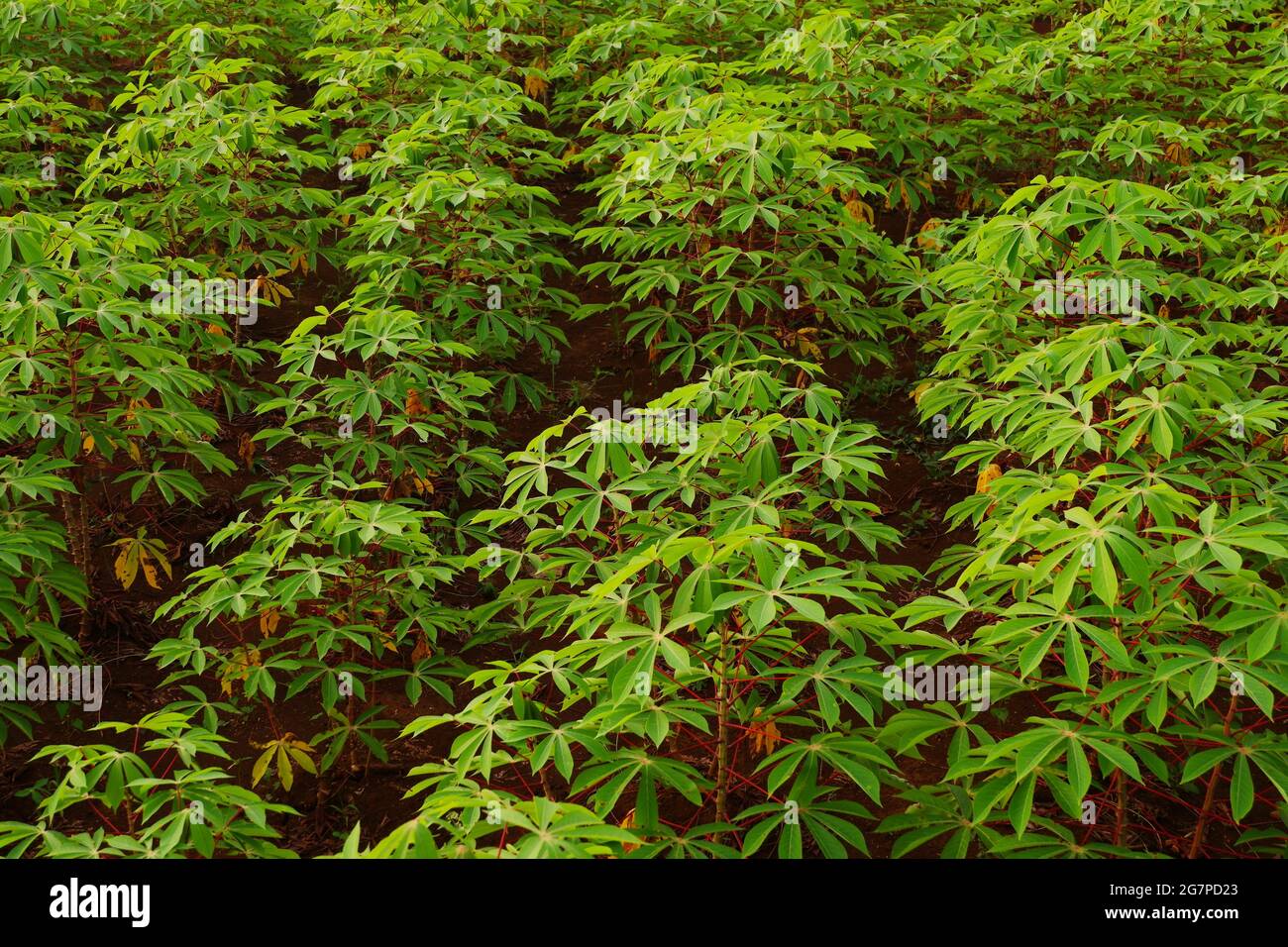 High angle shot of a weed plantation Stock Photo - Alamy