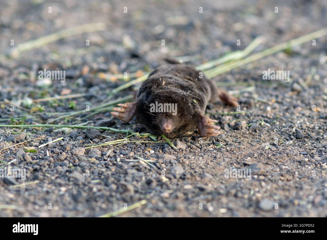 Eastern mole animal hi-res stock photography and images - Alamy