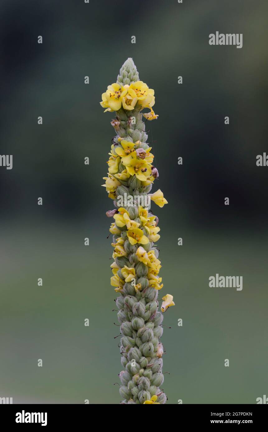 Common Mullein, Verbascum thapsus Stock Photo - Alamy