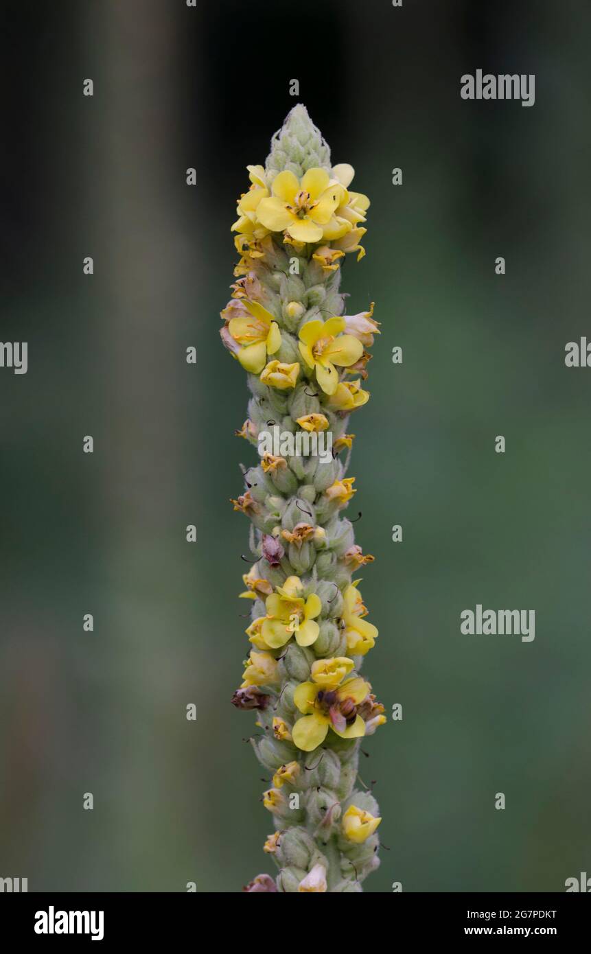 Common Mullein, Verbascum thapsus Stock Photo - Alamy