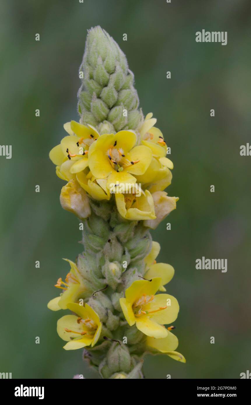 Common Mullein, Verbascum thapsus Stock Photo - Alamy
