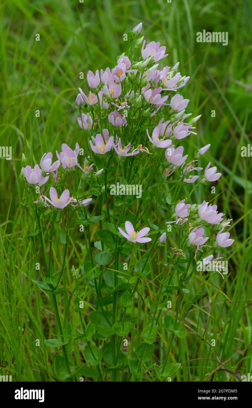 Sabatia angularis hi-res stock photography and images - Alamy